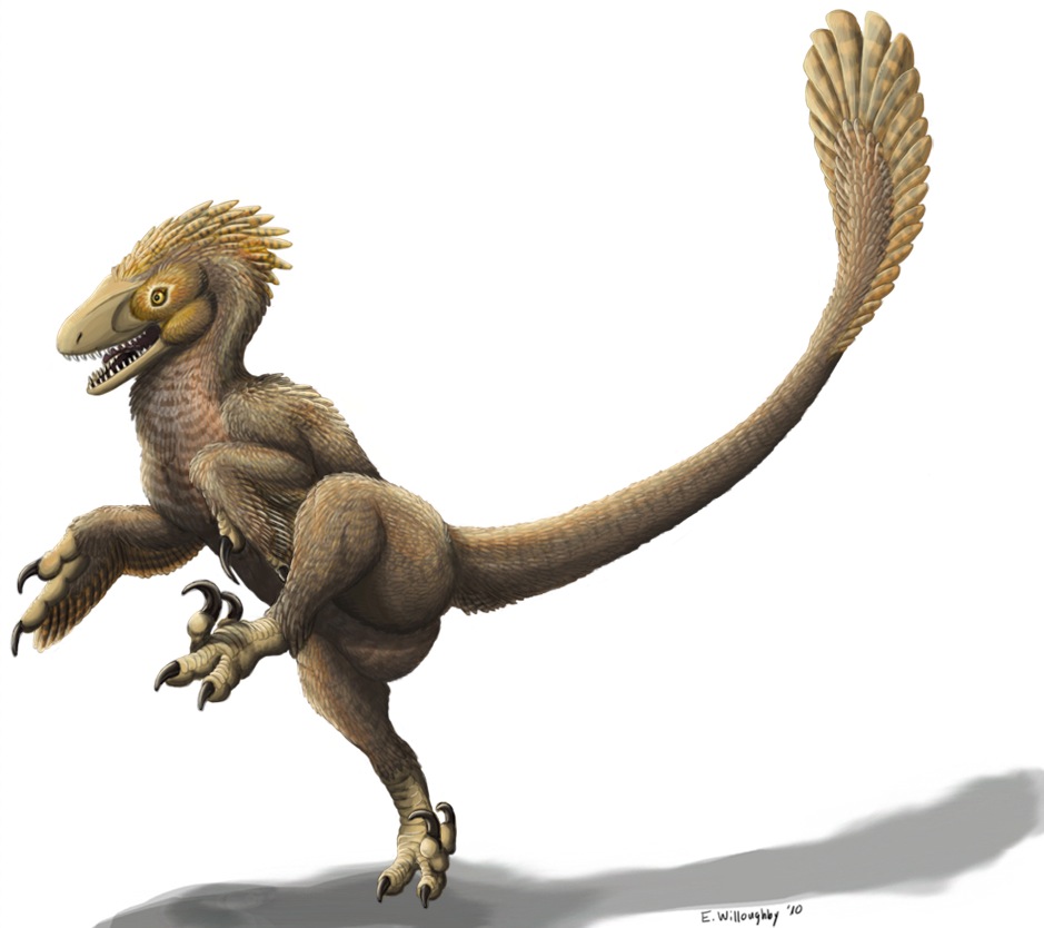 pan-Aves: Balaur bondoc gen. et sp. nov., velociraptorin ze svrchní ...