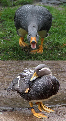 pan-Aves: Nelétaví ibisové z Jamajky měli kyje místo křídel