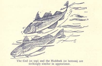 A Wicked Scoff...Newfoundland Food and Recipes with New England ...