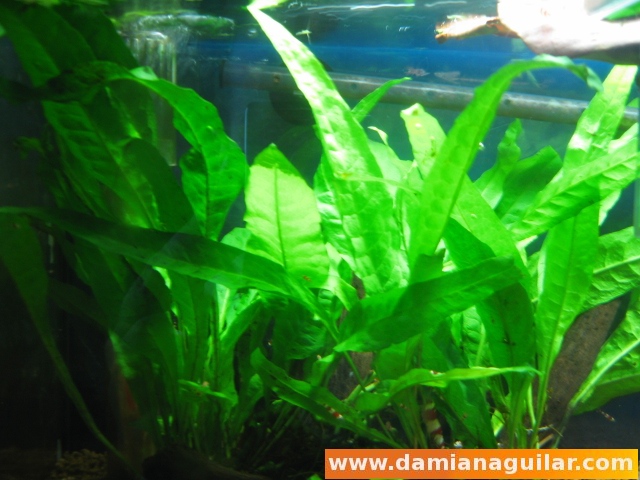 Plantas acuáticas: Helecho de Java (Microsorium pteropus) : Acuarios ...