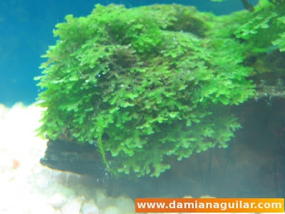 Mini pellia: Riccardia chamedryfolia : Acuarios, invertebrados y fotografia