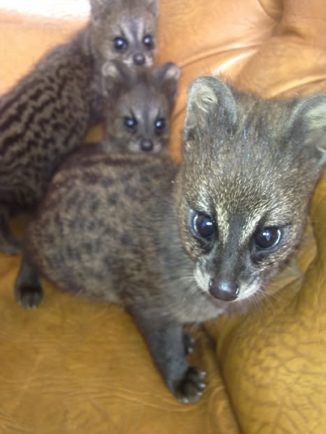 Luky Yuliandhika: Fakta Tentang Musang