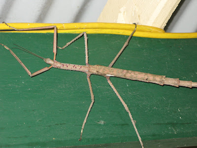 Australien: verdens største vandrende pind