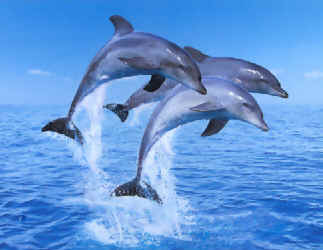 Todo sobre Delfines: Características principales