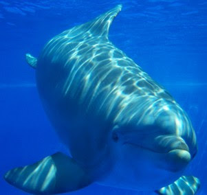 I Love Nature & Animals: Animales. Top 5; Informacion ;)