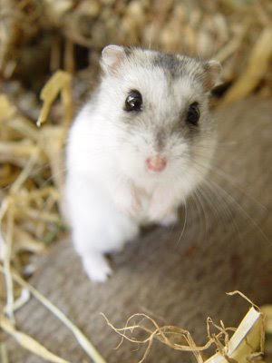 OZZONO4: HAMSTER RUSO LA MASCOTA IDEAL
