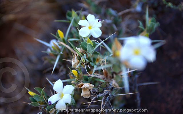 Karoo Flower – Alex Aitkenhead