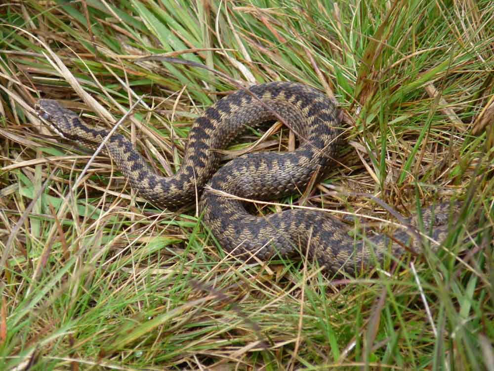 Wild About Mull: July 2010
