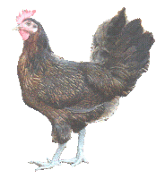Darag: The Native Chicken in Western Visayas: An Introduction to Darag