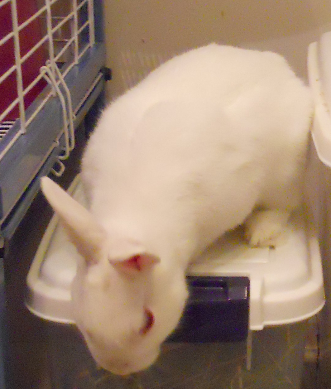 Rabbit Ramblings: Bunny CSI