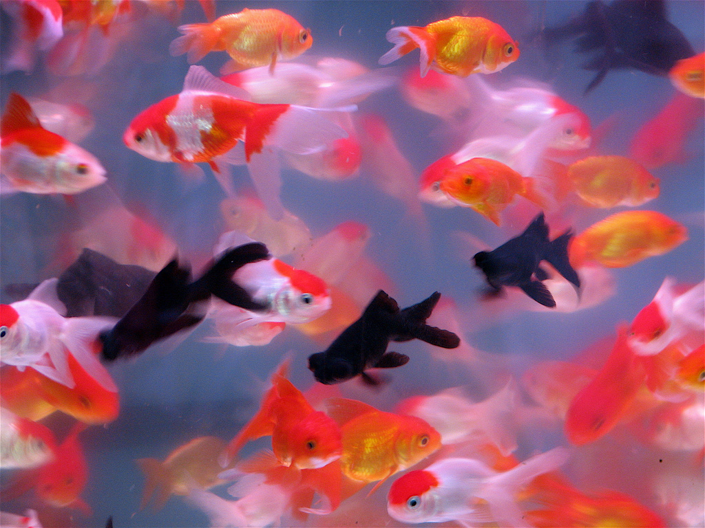 High Definition Photo And Wallpapers: fish pictures,fish photos ...