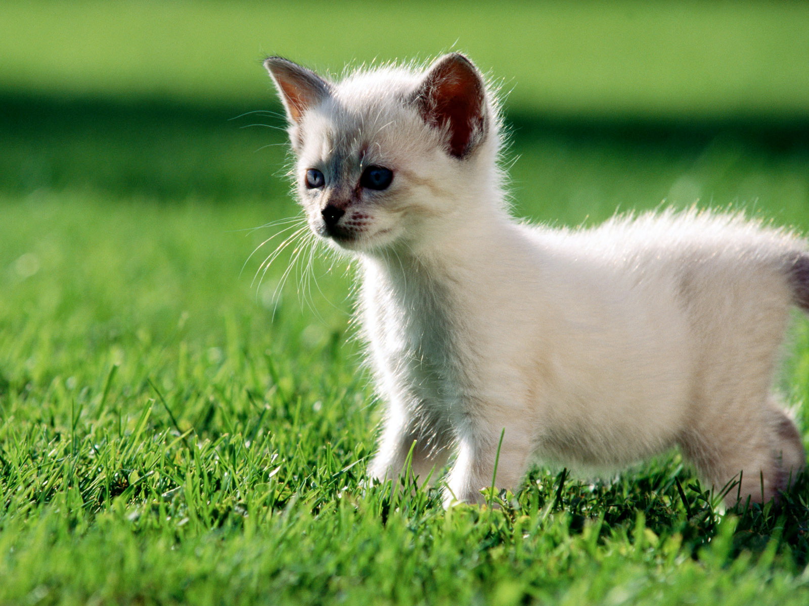 High Definition Photo And Wallpapers: hd cute animals,cute animals,cute ...