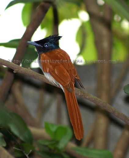 Biodiversity of Sri Lanka: සිවුරු හොරා/සුදු-රෙදි හොරා[siwuru hora ...