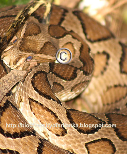 Biodiversity of Sri Lanka: තිත් පොළඟා/දාර පොළඟා[Thith Polonga/ Dhaara ...