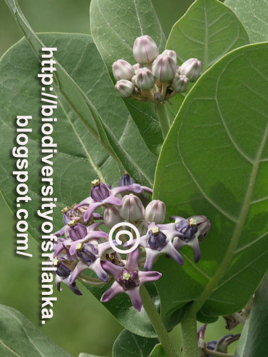 Biodiversity of Sri Lanka: වරා[Wara] (Calotropis gigantea)