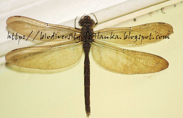 Biodiversity of Sri Lanka: Indian Duskhawker (Gynacantha dravida)