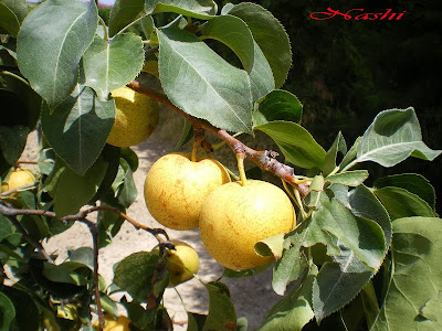 MI HUERTO: NASHI O PERA JAPONESA.