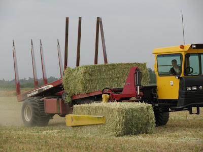 Massa Organics: Stacking hay