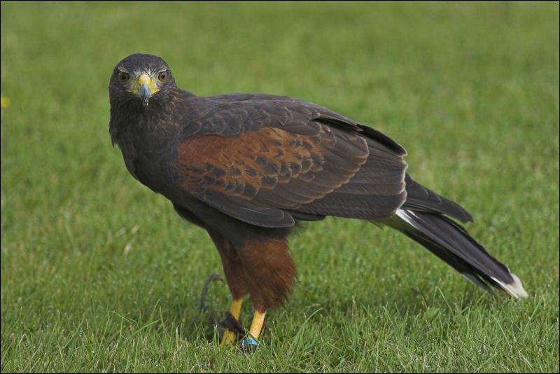 MONTS CORNWALL/KERNOW: CORNISH BIRDS OF PREY 4 RAPTORS.