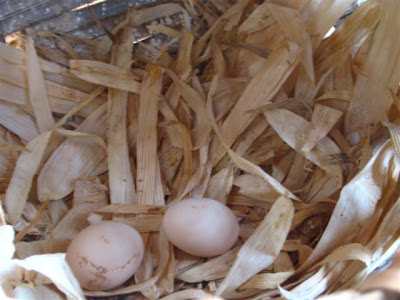 Country Patch - Pictures: Fresh eggs from the old chicken coop