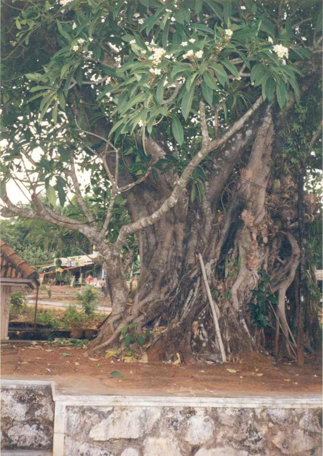 Prakruti -Mother Nature: The Glory of a Tree-near to Sri Ram Temple ...