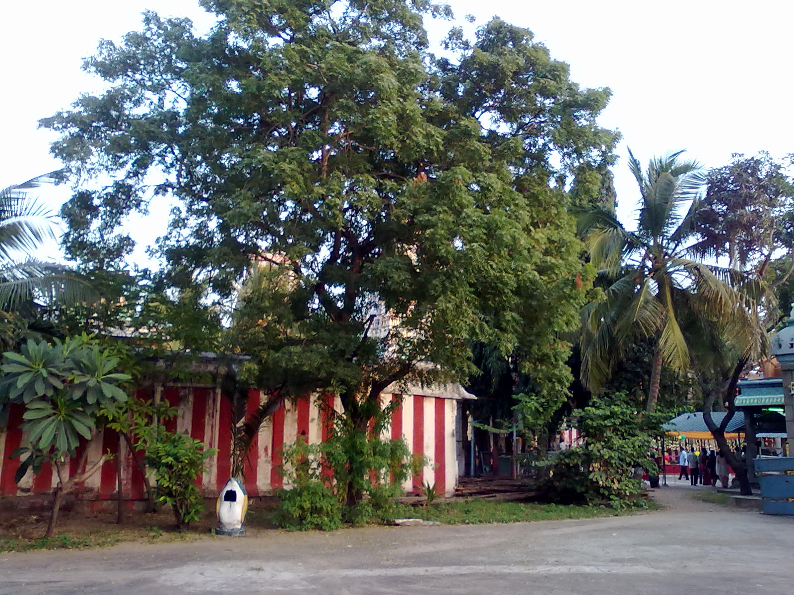 Prakruti -Mother Nature: Temple Trees- Marundeeshwar Temple at ...