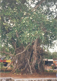 Prakruti -Mother Nature: The Panchavati - "5 trees" culture-