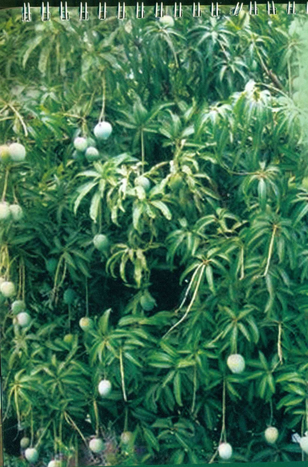 Prakruti -Mother Nature: Trees , Plants & Herbs of traditional kitchen ...