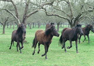 El Asturcón: El caballo de Asturias