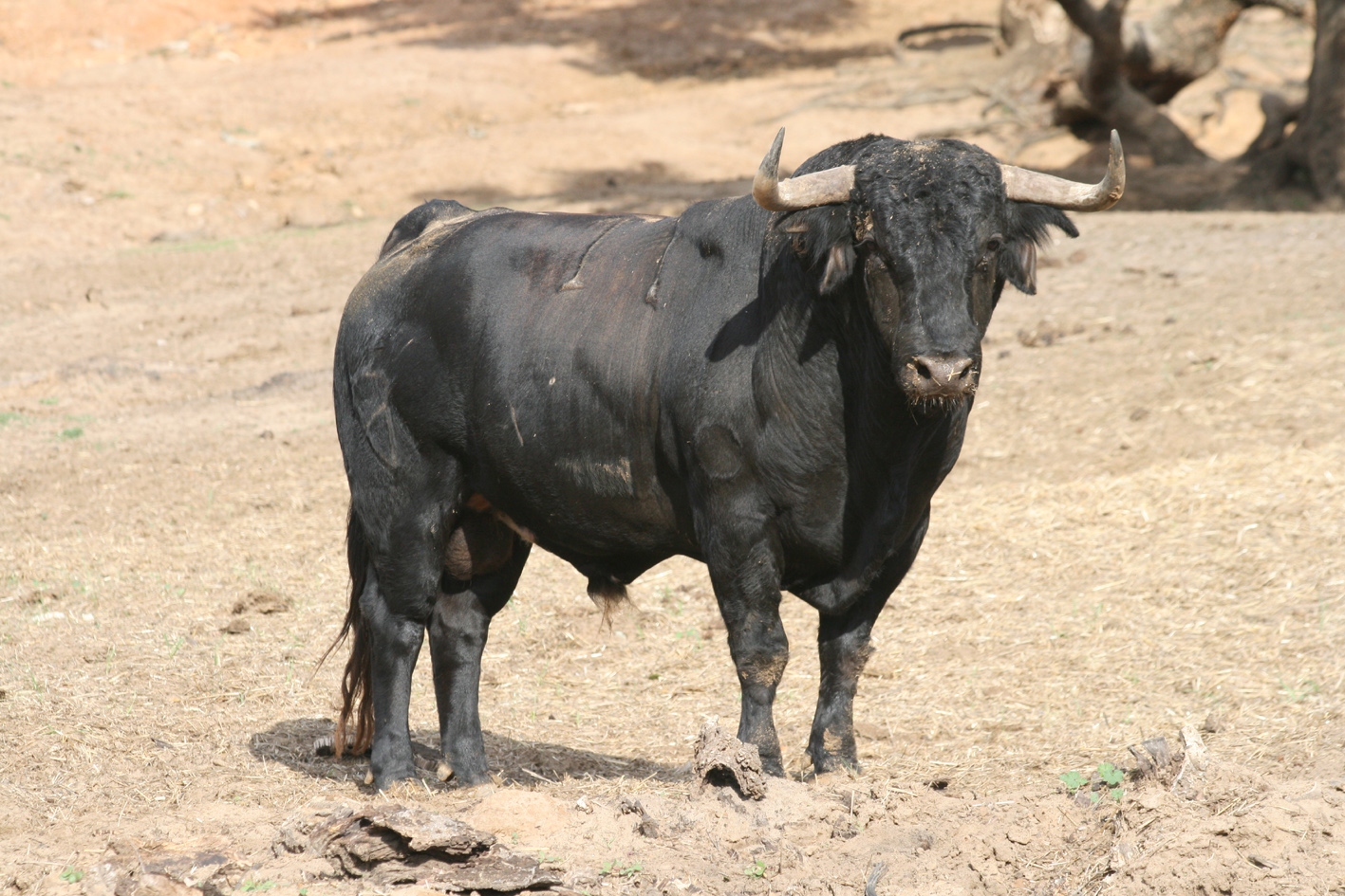 GANADERIA SERGIO CENTELLES: TOROS DE LA GANADERIA GADITANA DE MARCOS ...