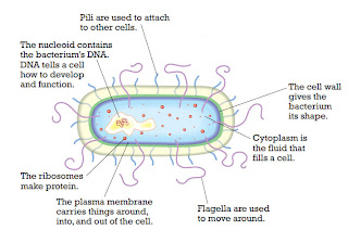 Under the Microscope In Your Food: Milk and Bacteria