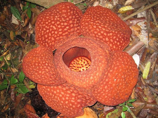 Mahligai Cinta Alexsue: Pokok Pakma atau Rafflesia