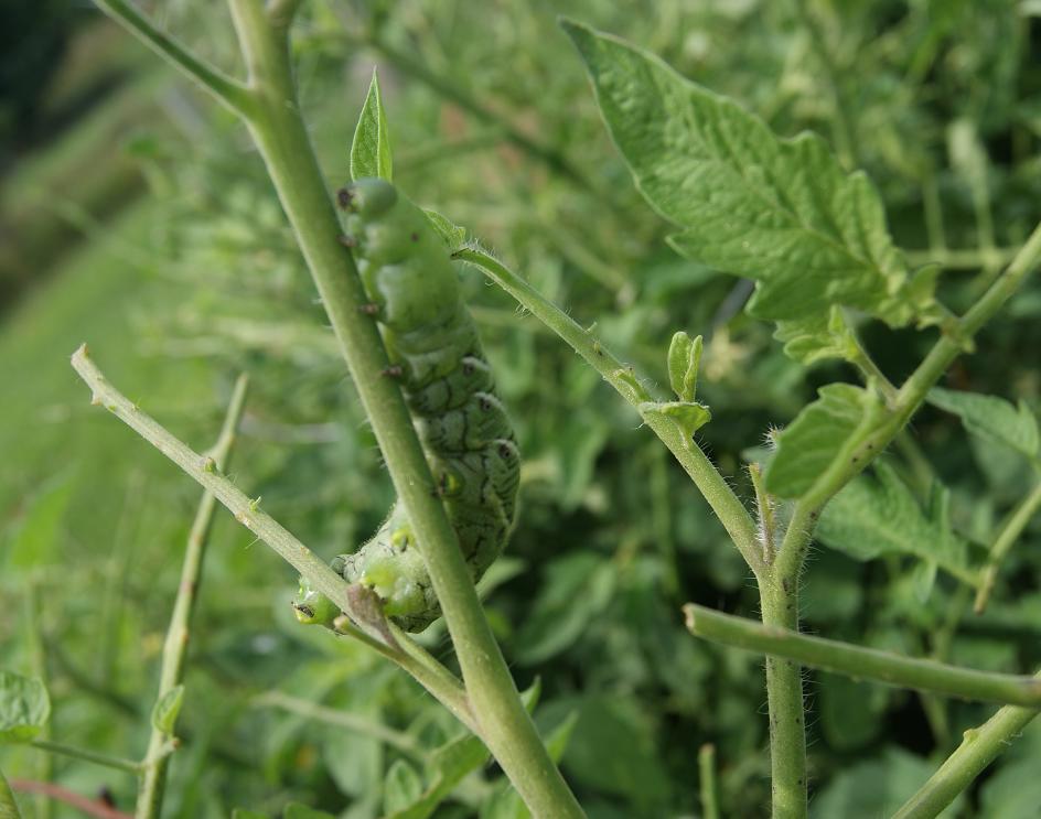 keeslarsfamilyfarm: Tomato Horn Worm