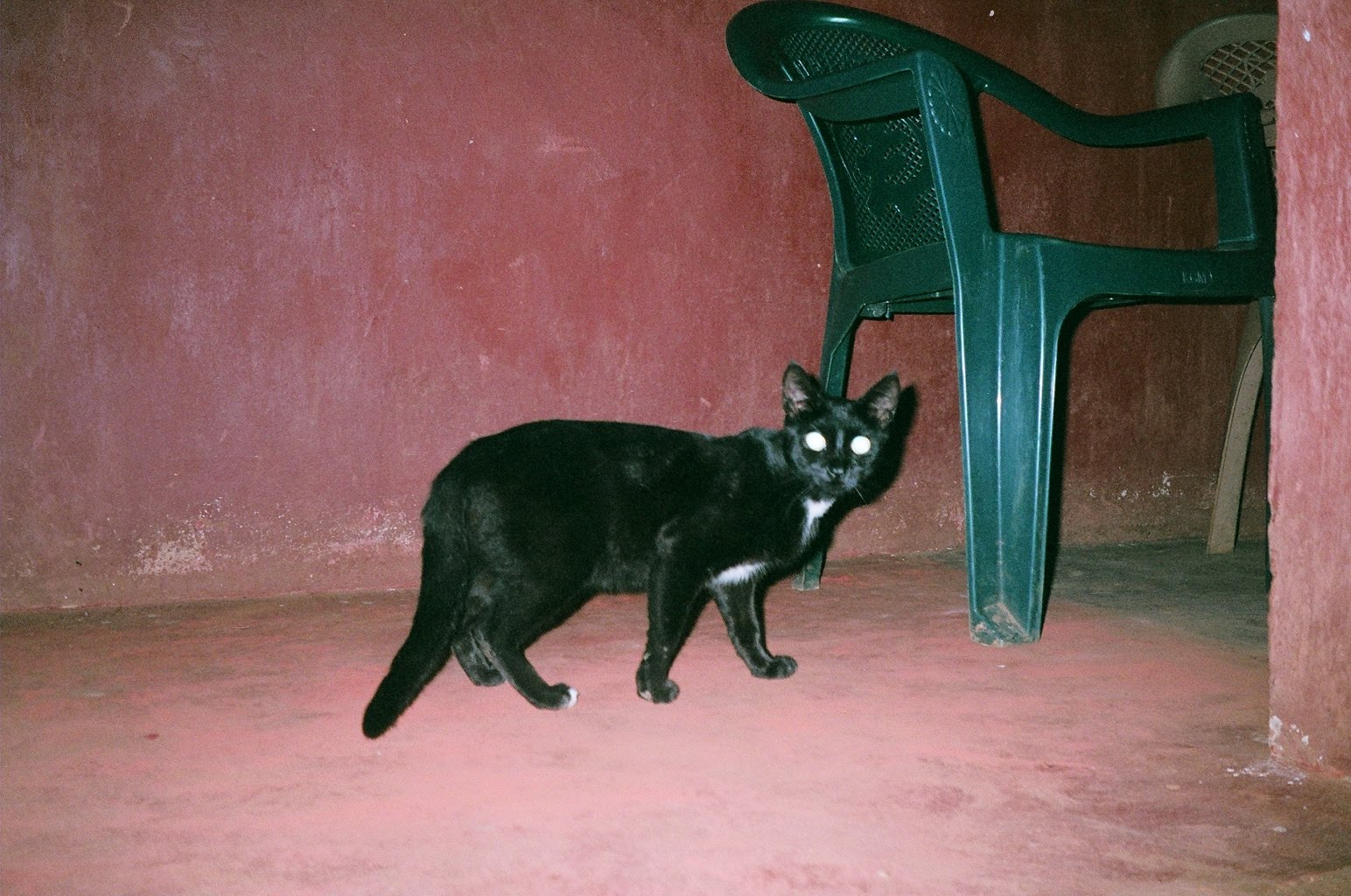 Cat Party: Cat Pap - Juju Man's Cats, Ghana