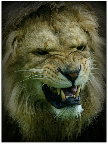 Parkinson's and Me: Wachet auf -- the raging Lion