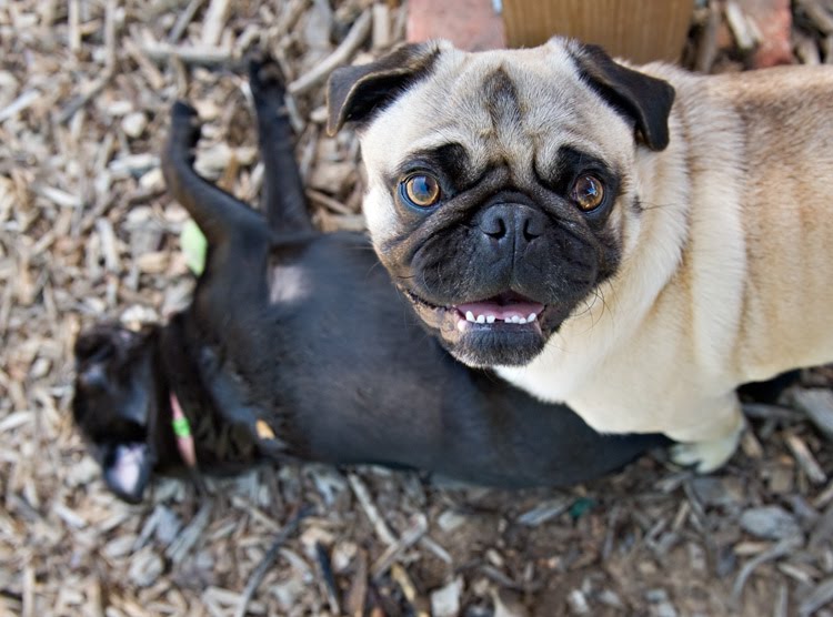 The Daily Puglet: MY FIRST (AND LAST) PUG SATURDAY