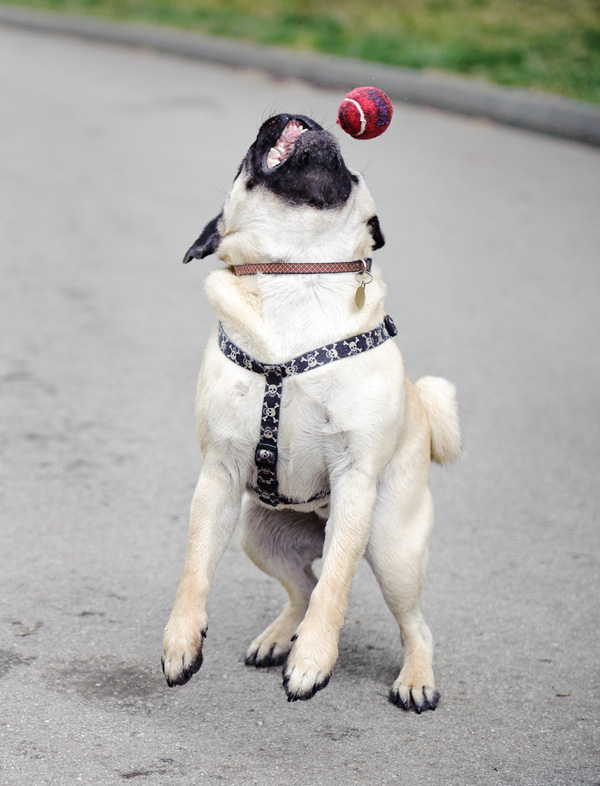 The Daily Puglet: CROUCHING PUG, HIDDEN DRAGON