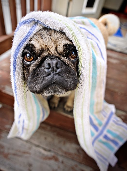 The Daily Puglet: BLUE PUG