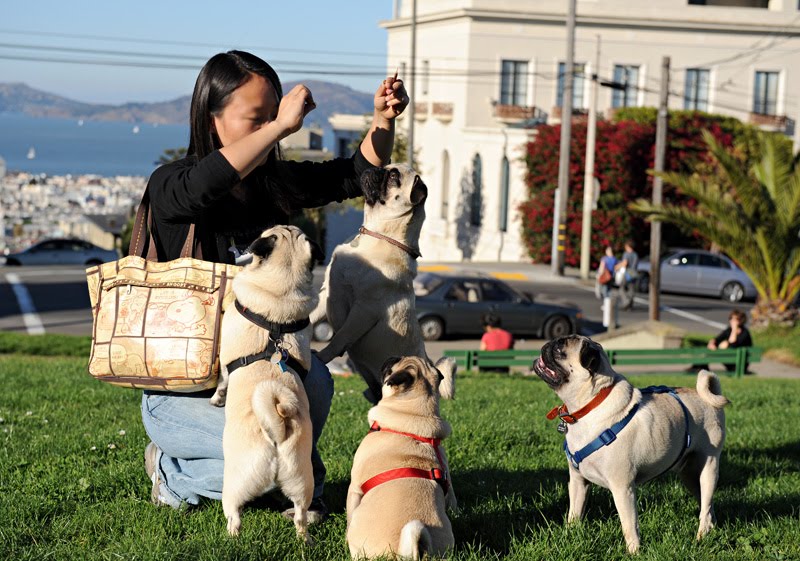 The Daily Puglet: PUG SUNDAY. ON FRIDAY.