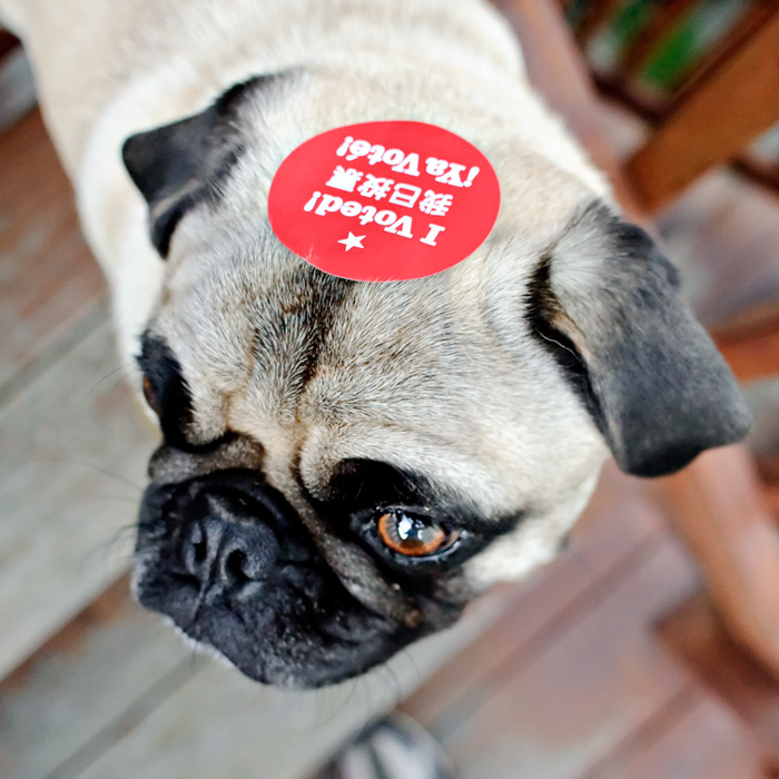 The Daily Puglet: VOTE IF YOU LOVE PUGS