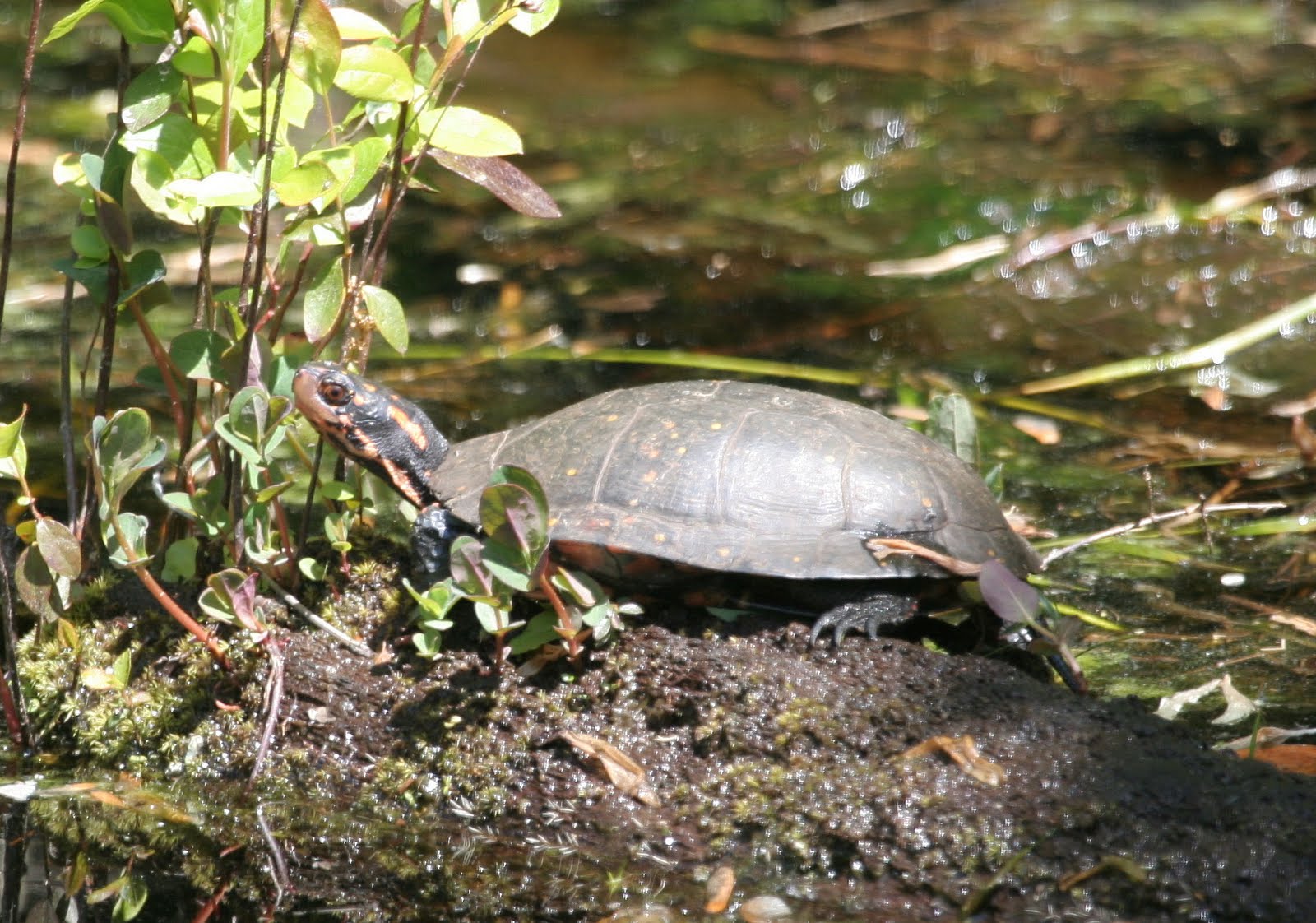 On the Wing: MORE CRITTERS FROM THE GREAT DISMAL SWAMP