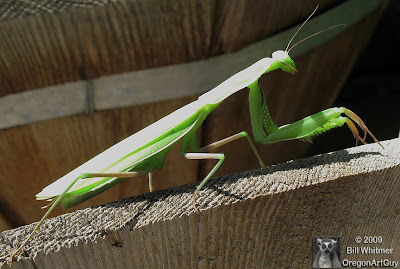 Oregon Art Guy Blog: Praying Mantis Photos....