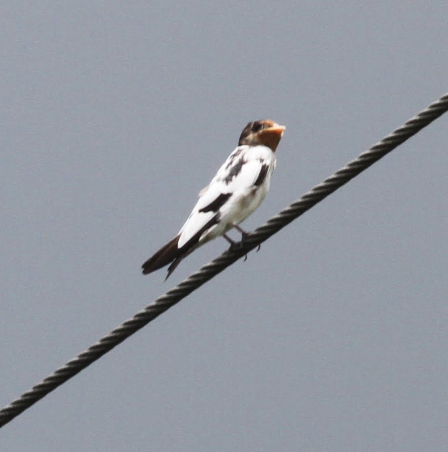 A Birder in The Philippines: Late July