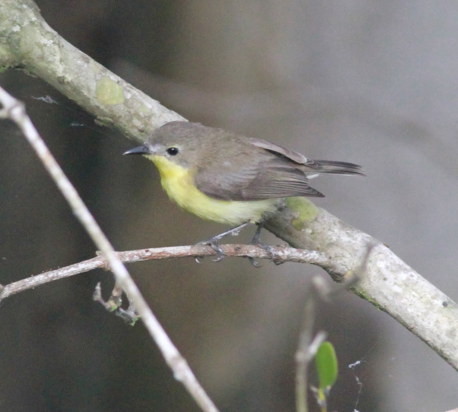 A Birder in The Philippines: San Juan 16th October