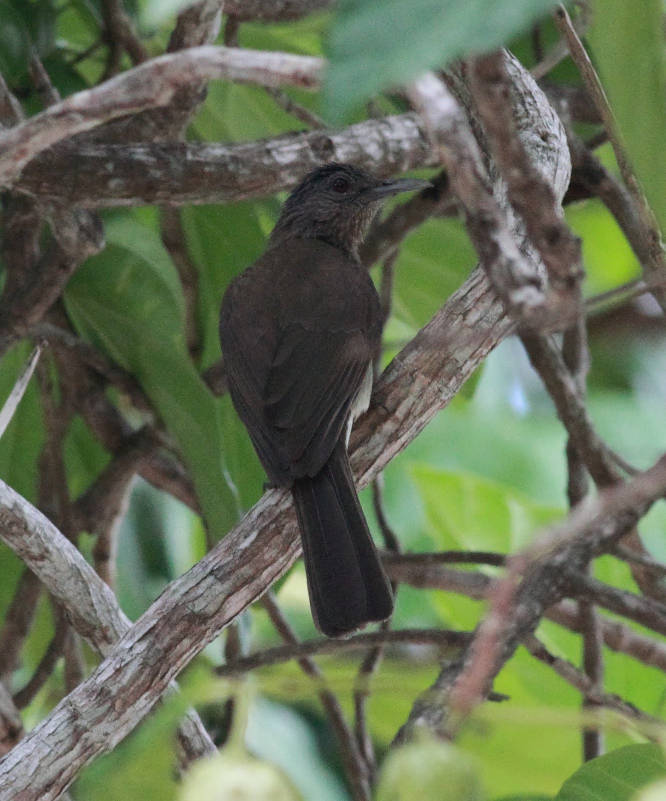 A Birder in The Philippines: Pandan Island, Mindoro - 23rd to 30th December