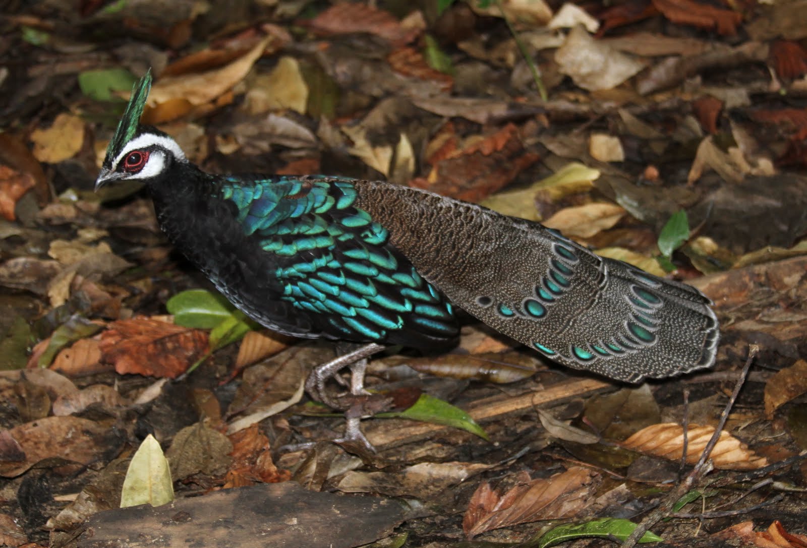 A Birder in The Philippines: Jan 1st to 6th - St Paul's, Palawan