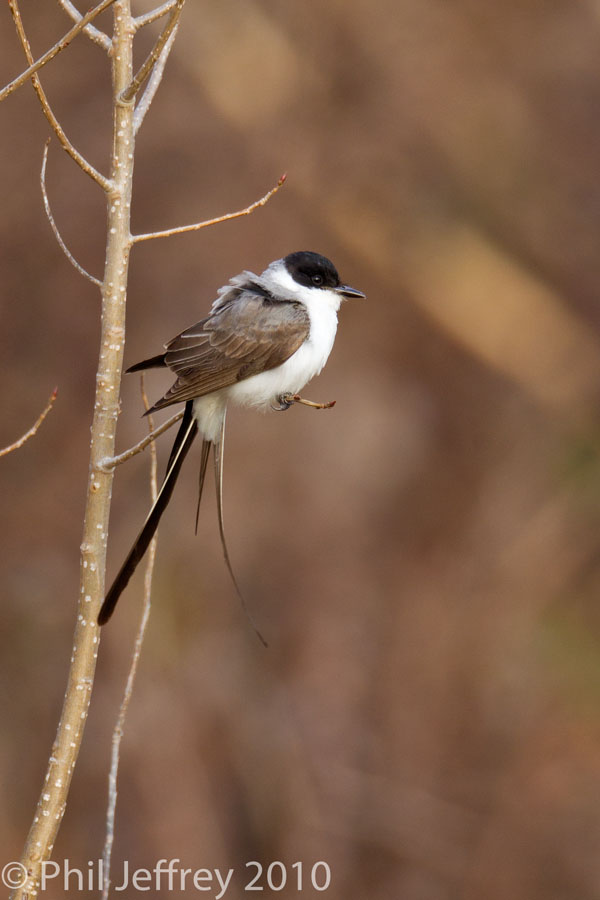 Phil Jeffrey's Bird Photography: Fork-tailed Flycatcher