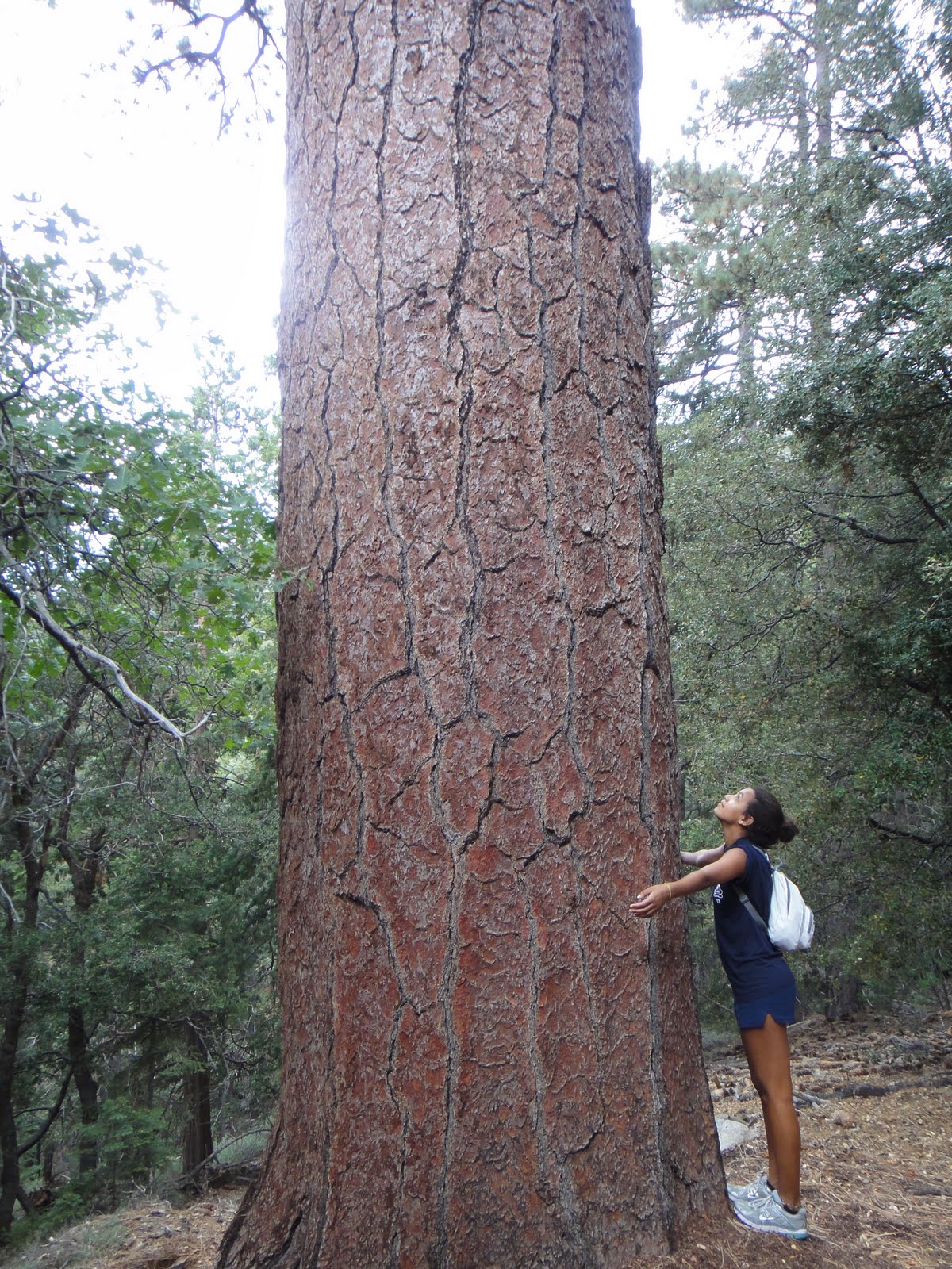 Happy Trails: Hiking Idyllwild
