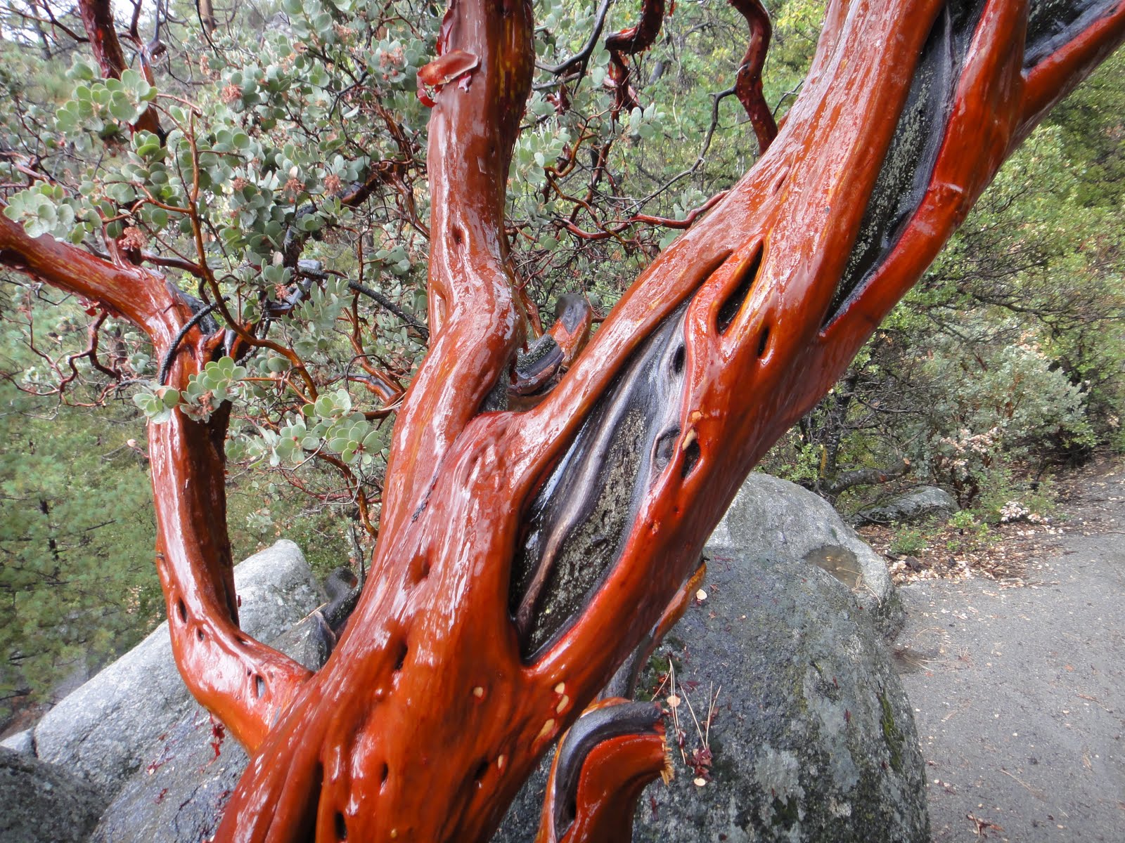 Happy Trails: Hiking Idyllwild