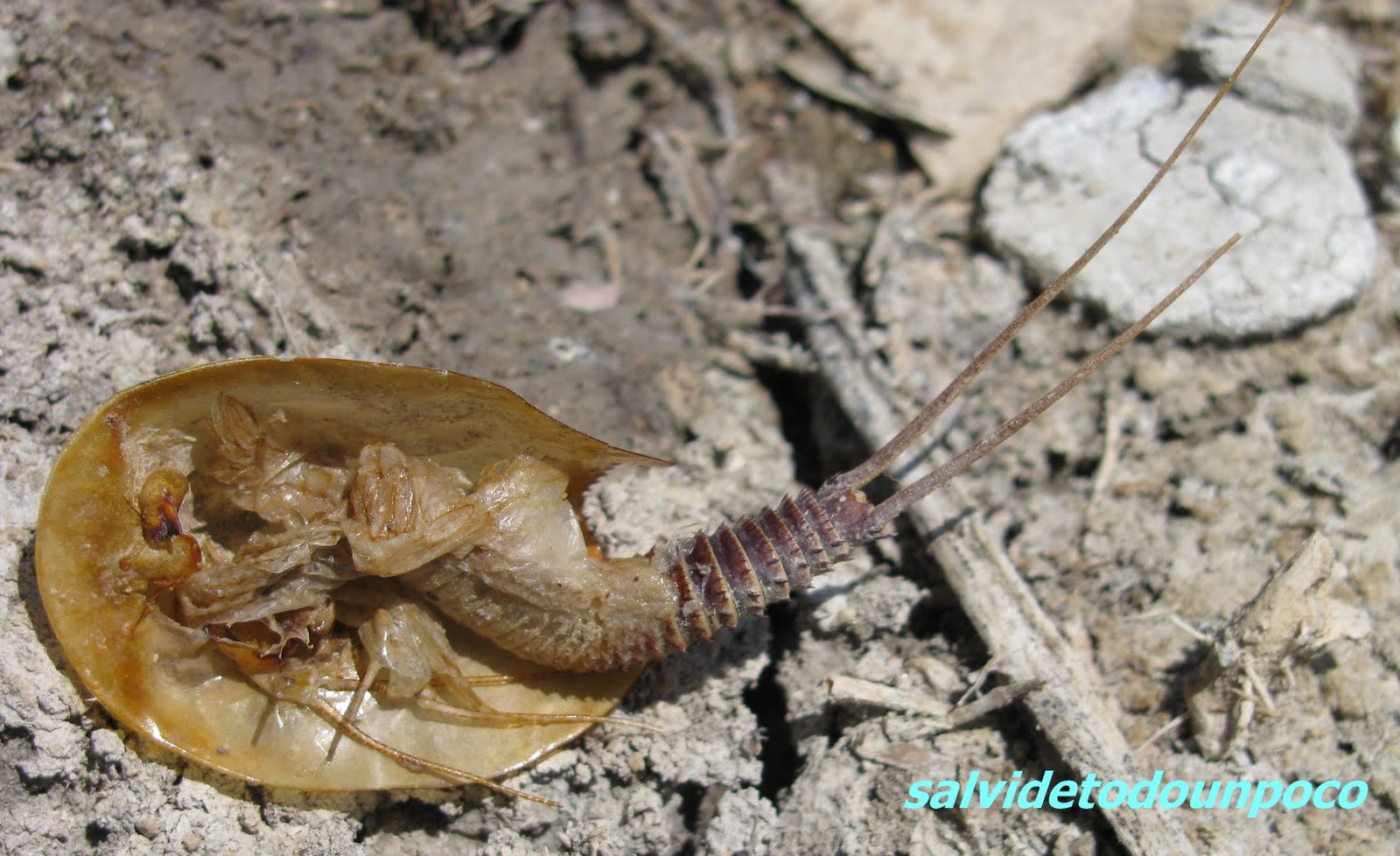 SALVI DE TODO UN POCO: TRIOPS CANCRIFORMIS - ANIMAL DEL JURÁSICO